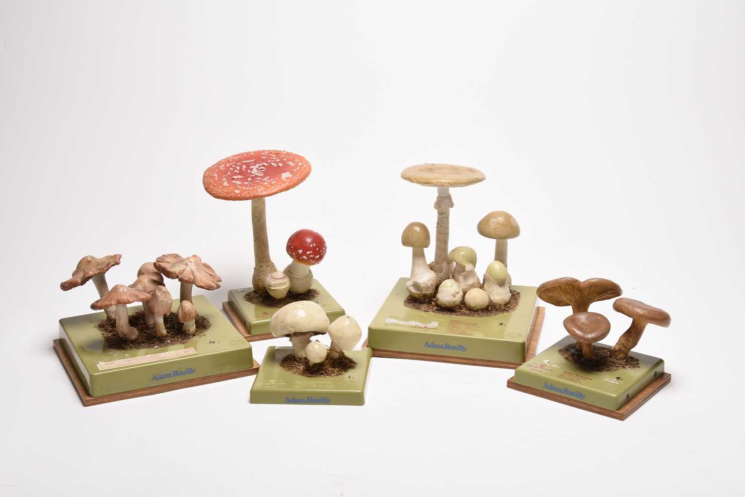 Lot 78 - A collection of Adam Rouilly models of fungi